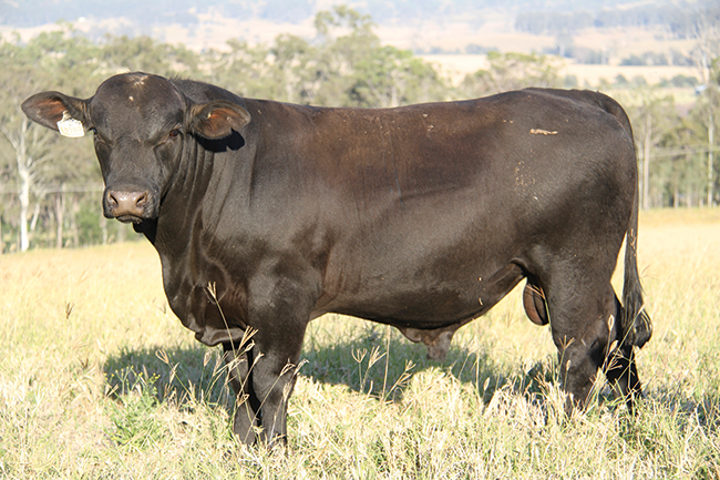 Gallery - Nindooinbah