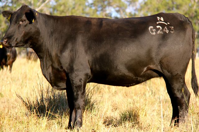 Gallery - Nindooinbah