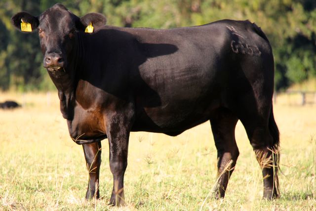 Gallery - Nindooinbah