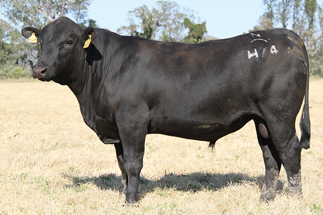 Gallery - Nindooinbah