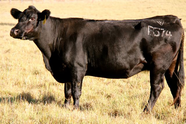 Gallery - Nindooinbah