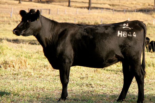 Gallery - Nindooinbah