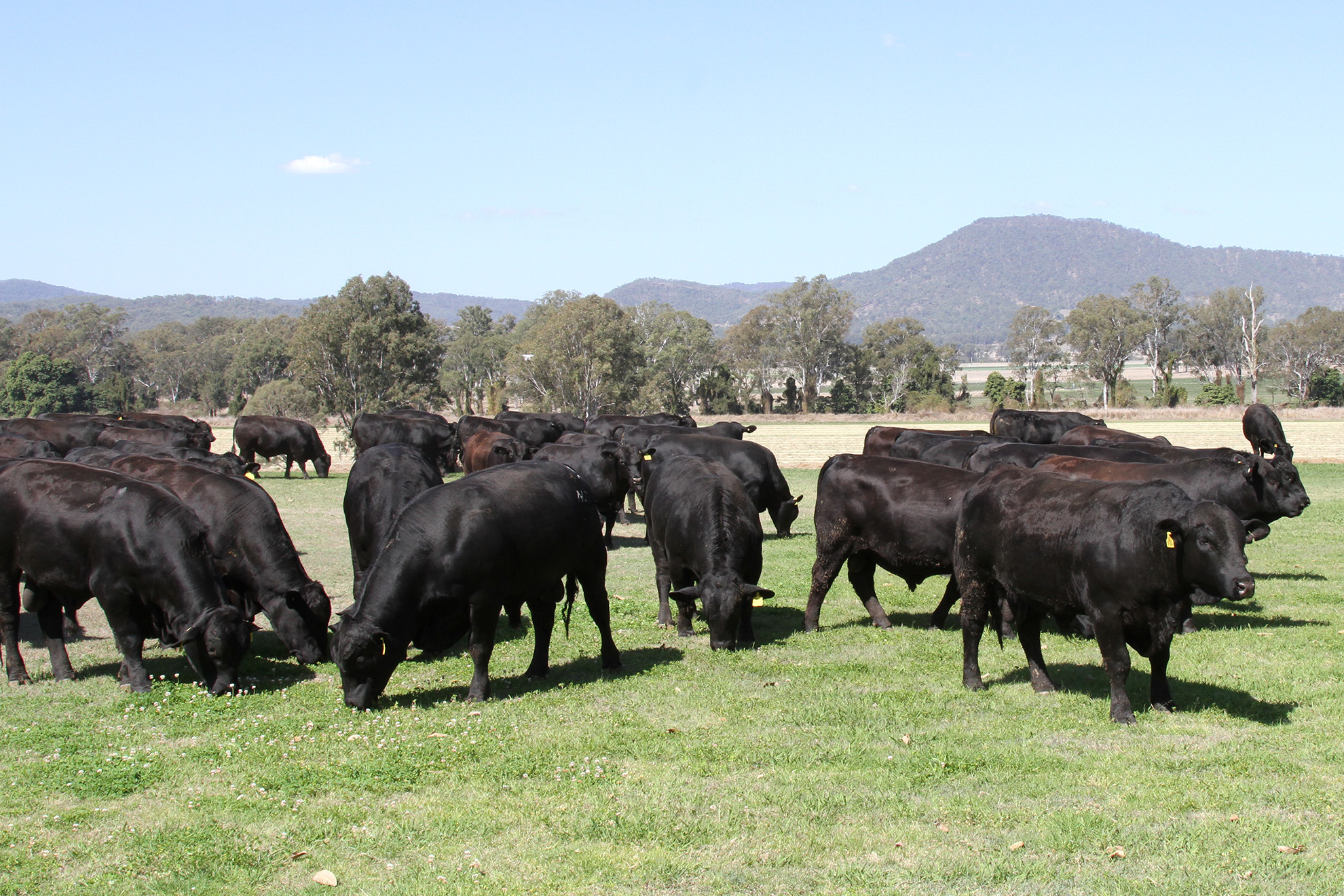 Black Cattle Breeds In Australia